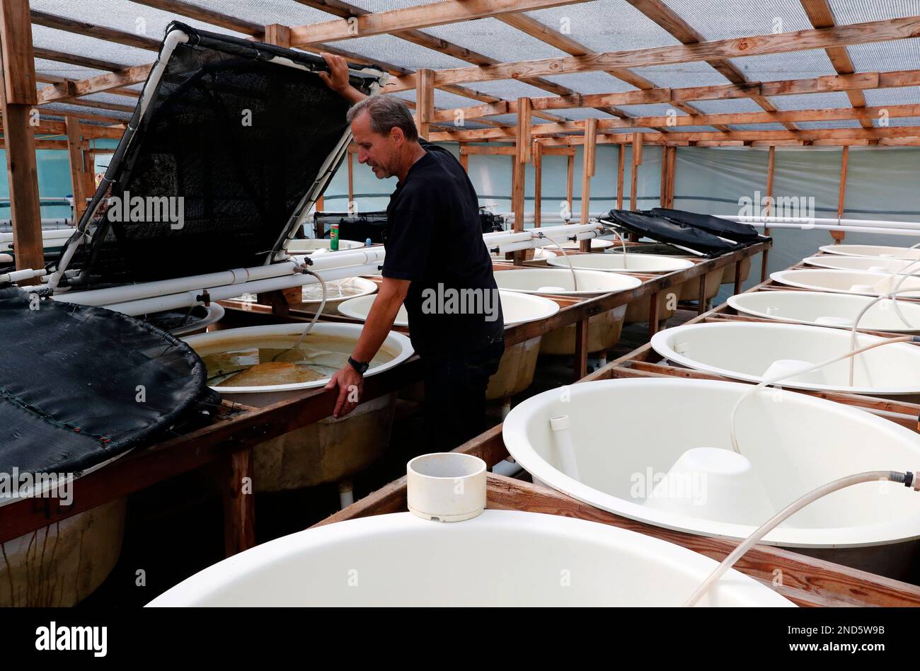 Owner Tom Ebert at the seawater tanks where abalone smaller than the ...