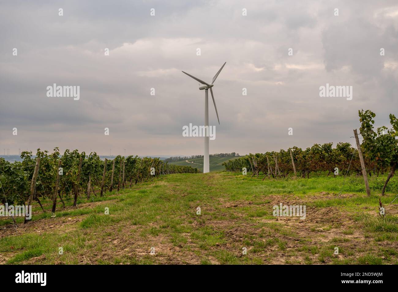 Modern wind turbine on a vineyard with vine plants next to it during ...