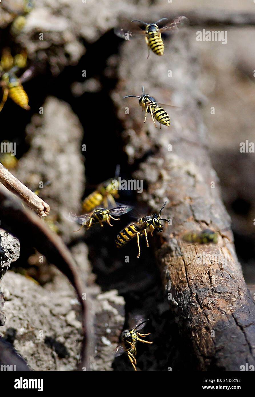 Disturbing an underground colony of southern yellow jackets, which can ...