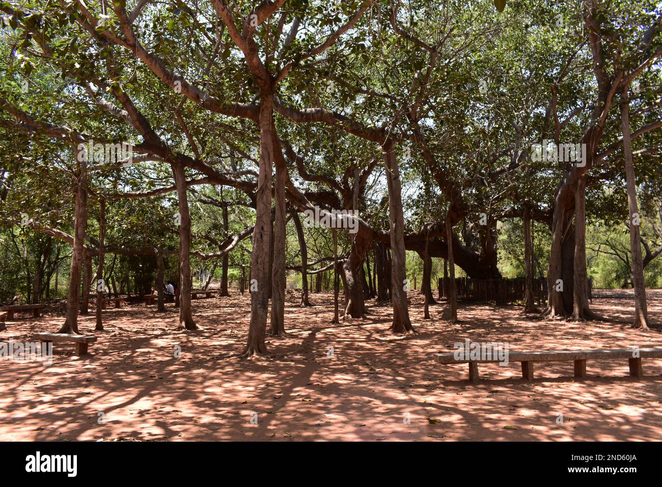 Banyan tree tree hi-res stock photography and images - Alamy