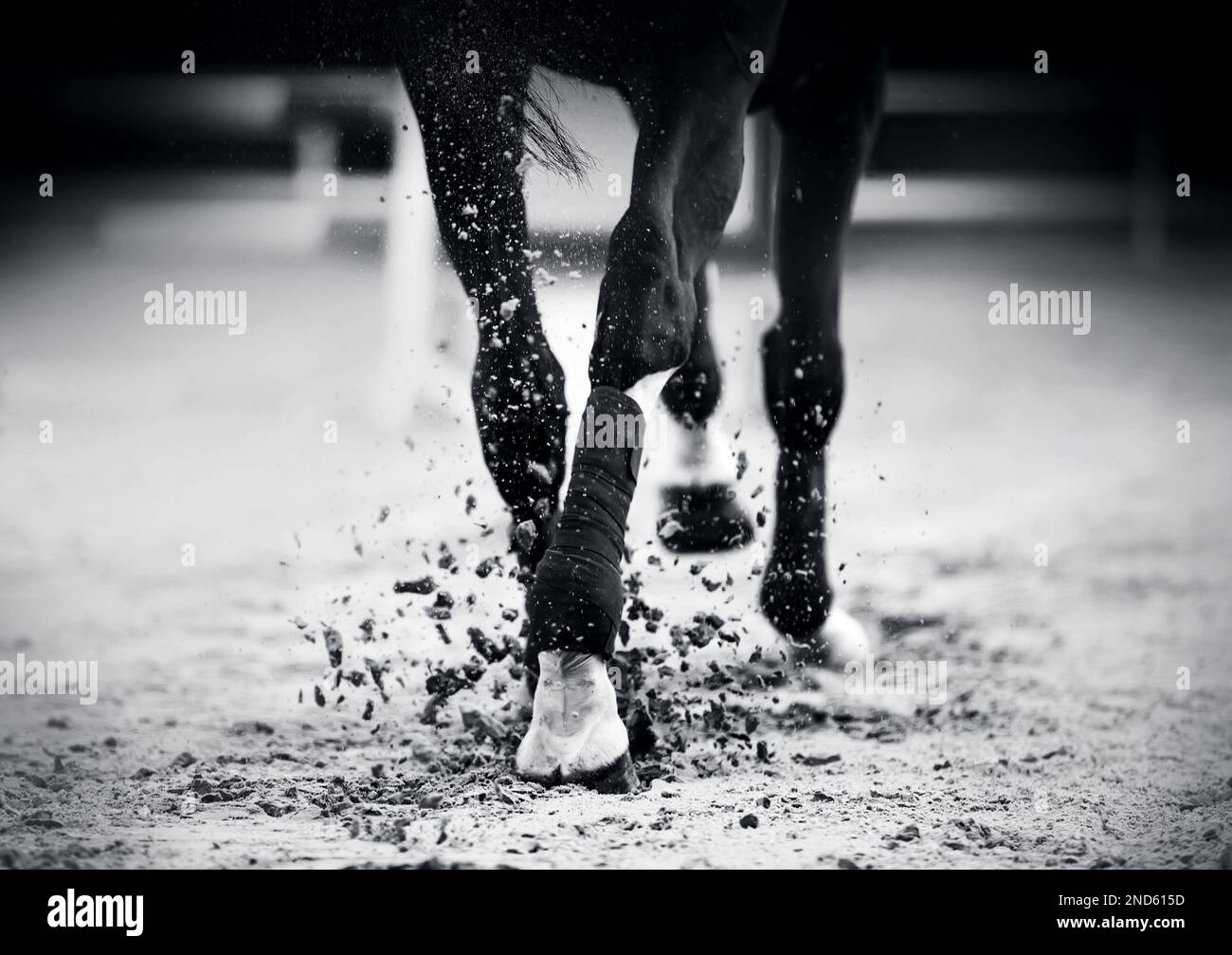 A black-and-white image of the hooves of a horse that gallops at a fast ...