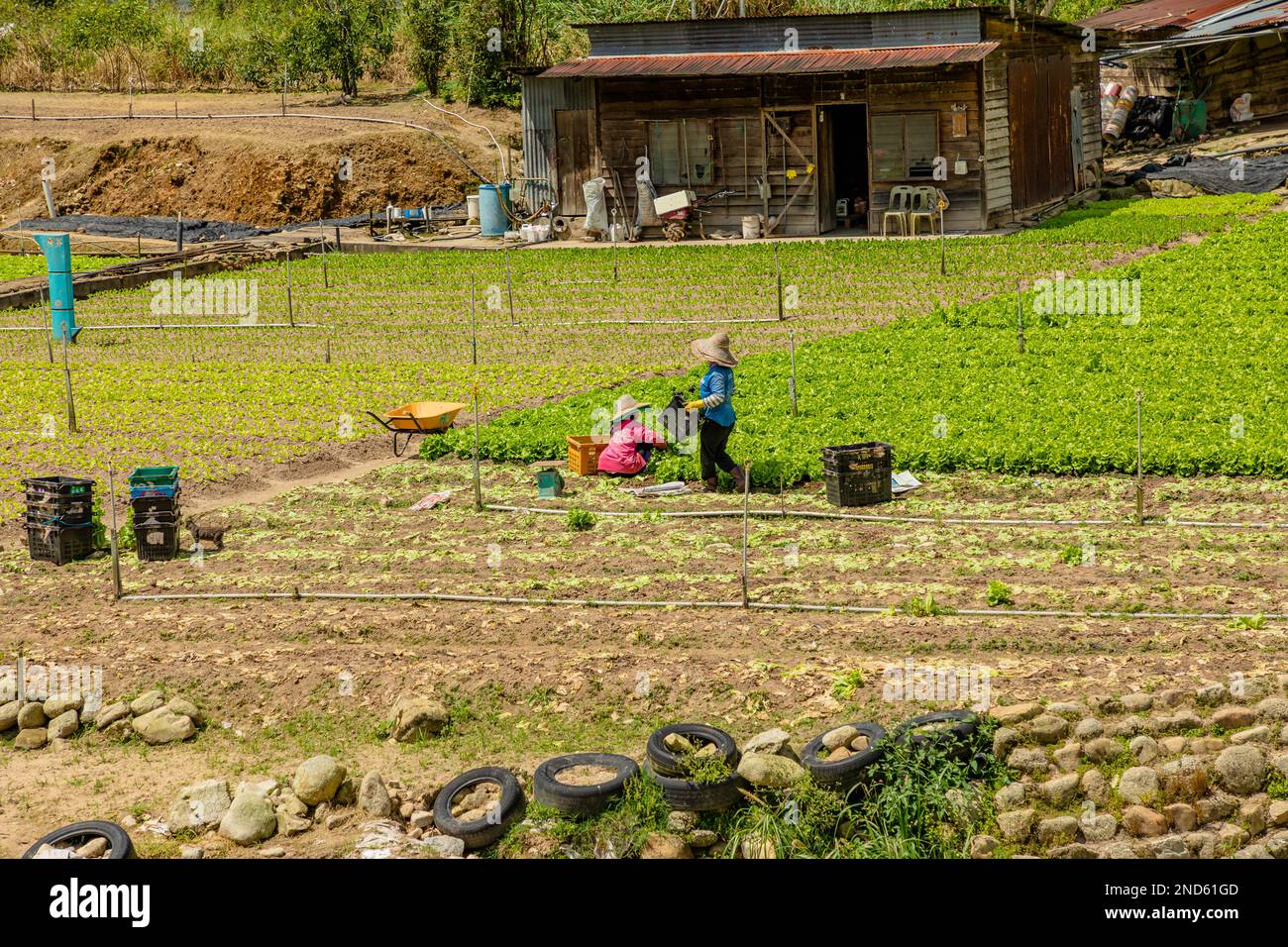 Cameron Highlands, Malaysia - 2023: Farmers in Cameron Highlands are ...