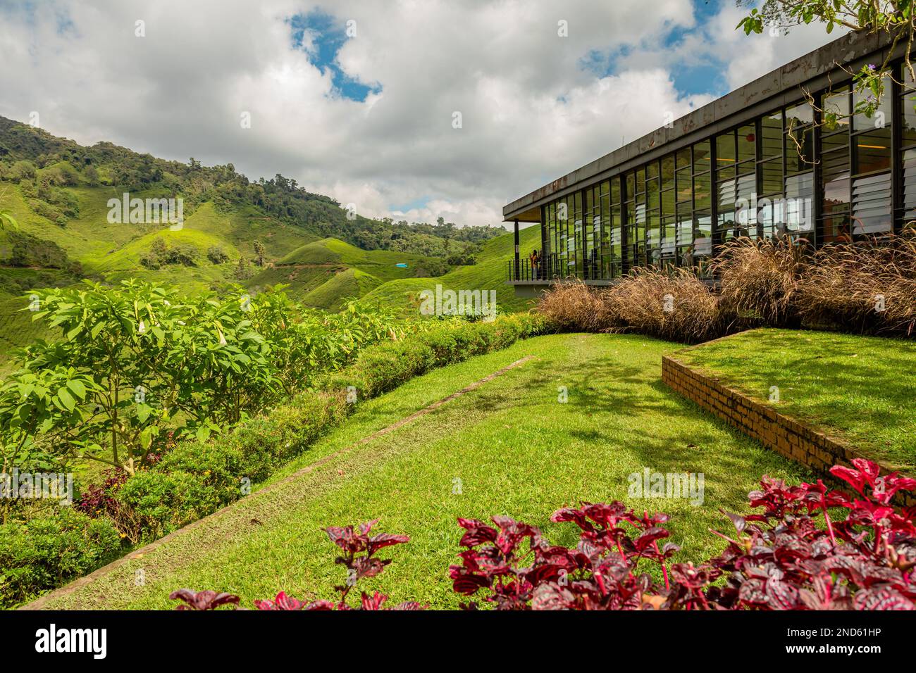 Cameron Highlands, Malaysia - 2023: BOH Tea Centre is a tea farm ...
