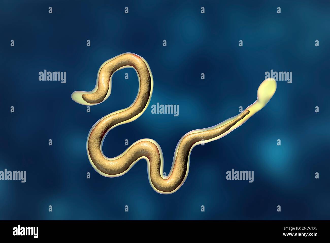 Filaria worm hi-res stock photography and images - Alamy