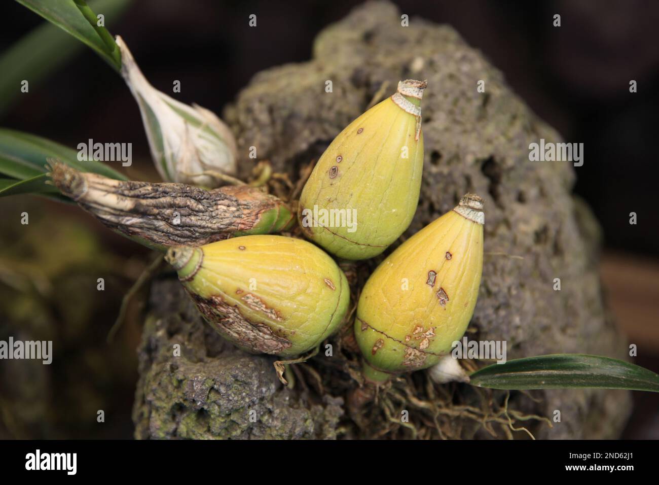 Orchid bulbs hi-res stock photography and images - Alamy