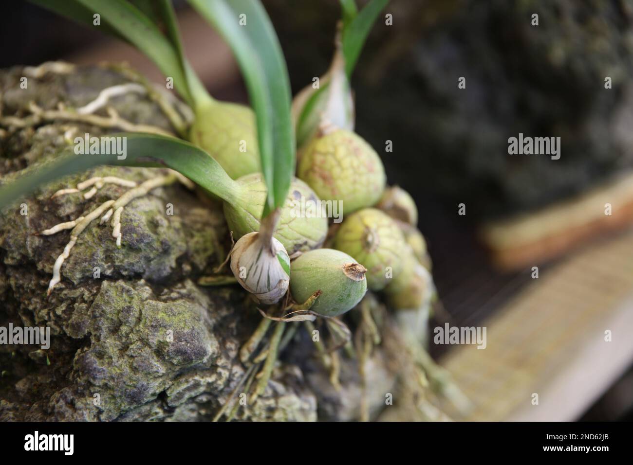 Orchid bulbs hi-res stock photography and images - Alamy