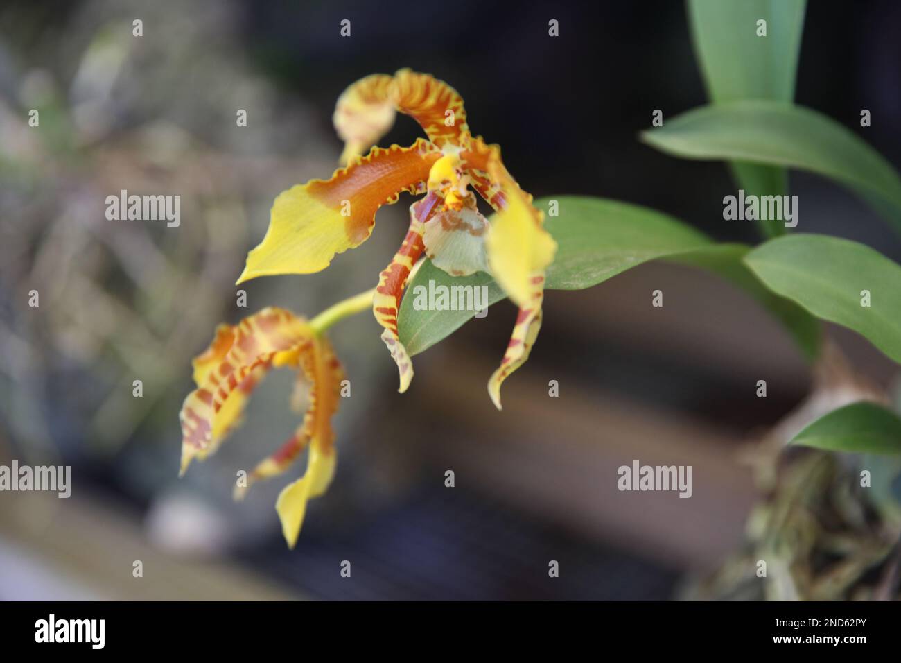 Tiger Striped Orchid Stock Photo - Alamy