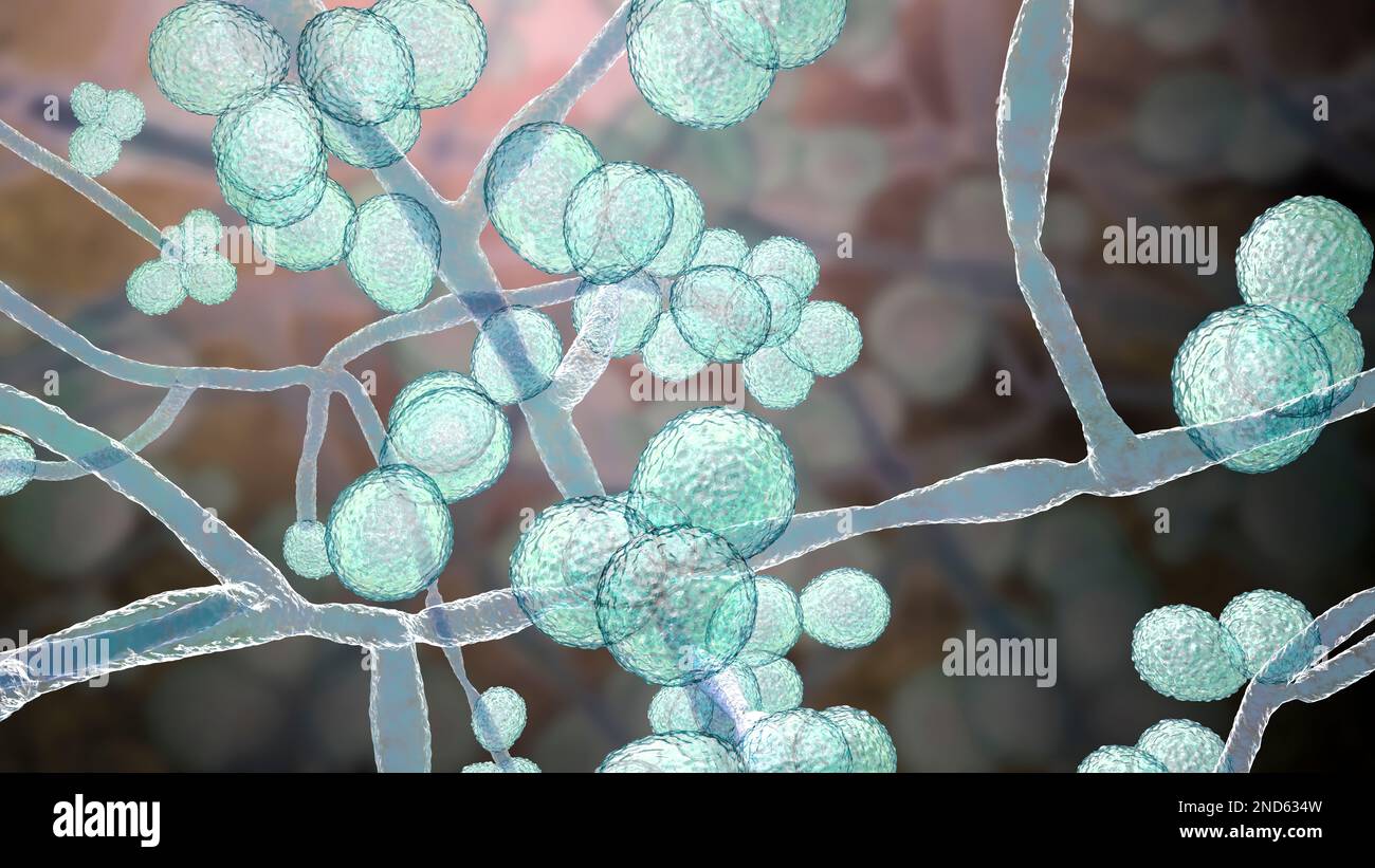 Candida auris fungi hi-res stock photography and images - Alamy
