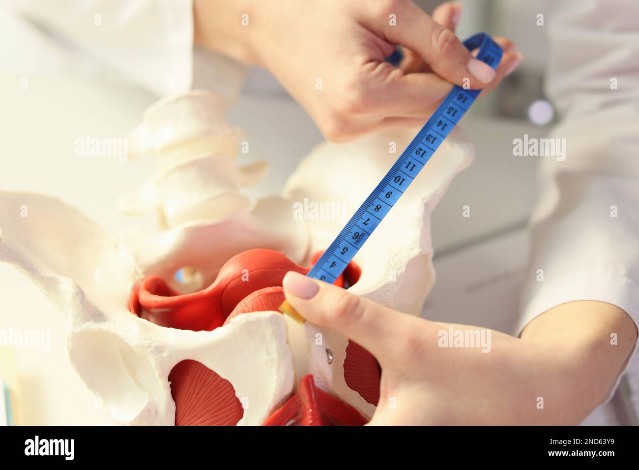 The doctor measures the model of the hip joint, close -up Stock Photo ...