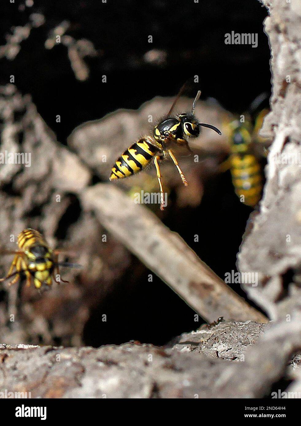 Disturbing an underground colony of southern yellow jackets, which can ...