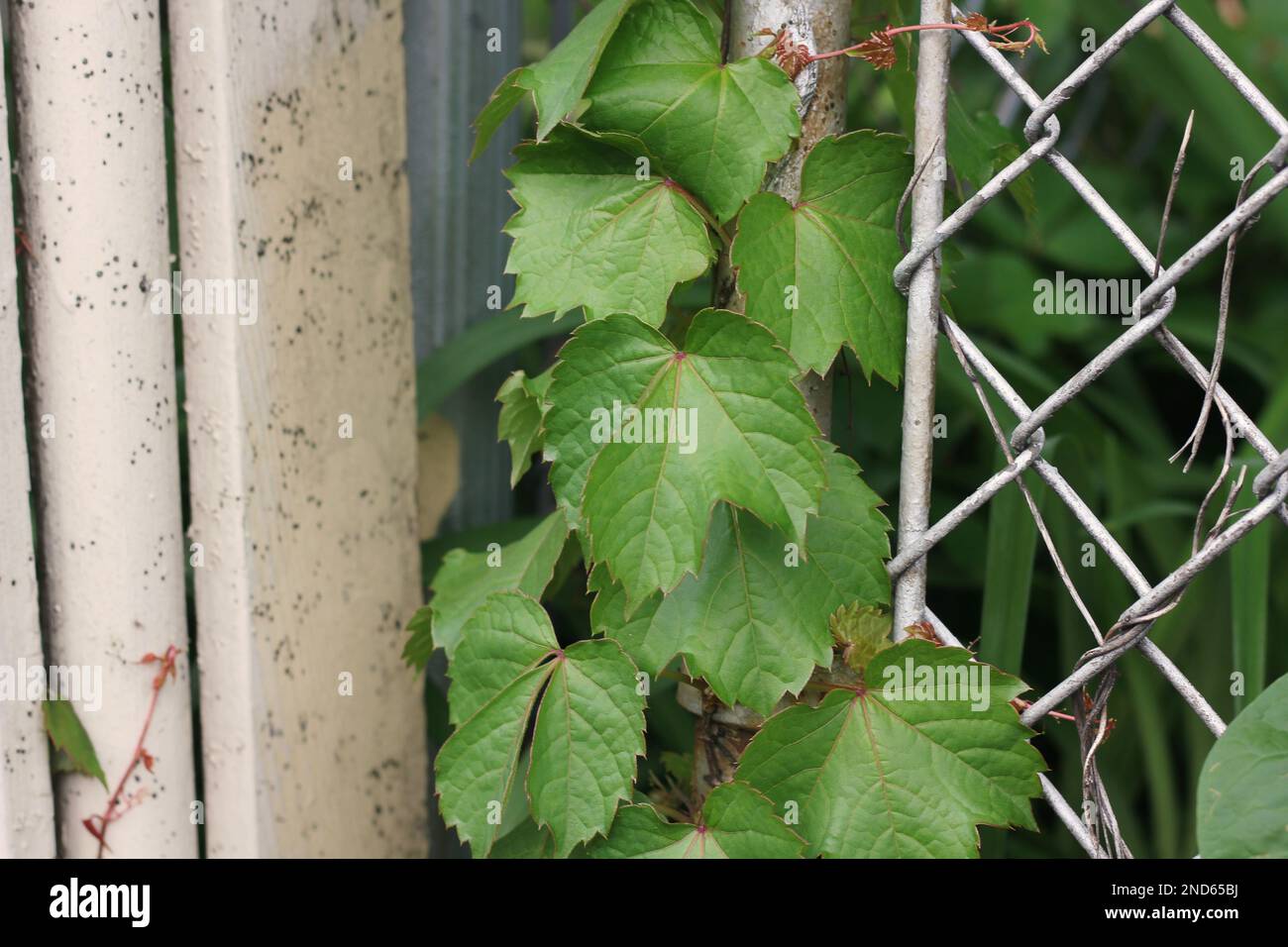 Leafy summer green plants growing along the chain link fence Stock ...
