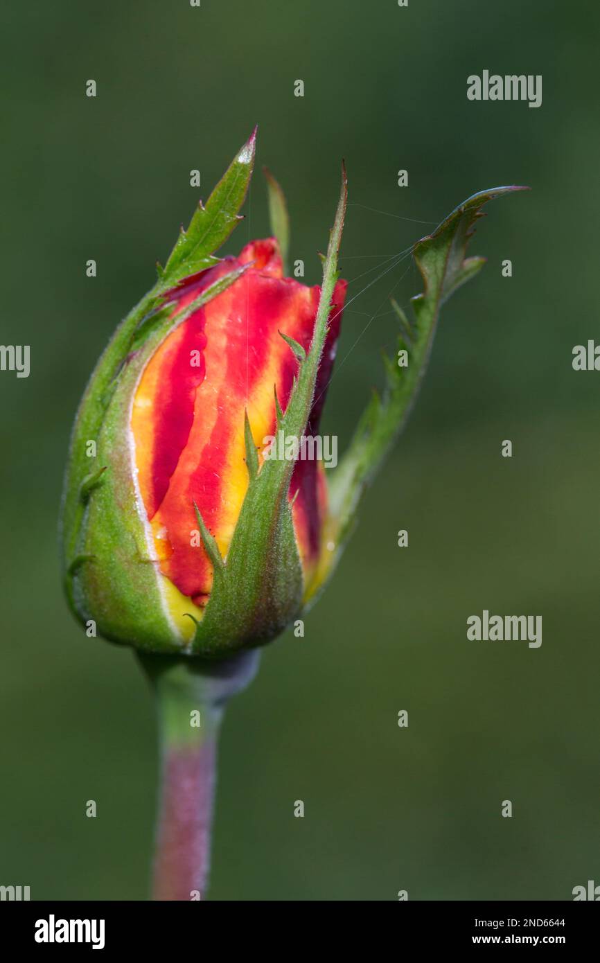 Variegated yellow and orange rose hi-res stock photography and images ...
