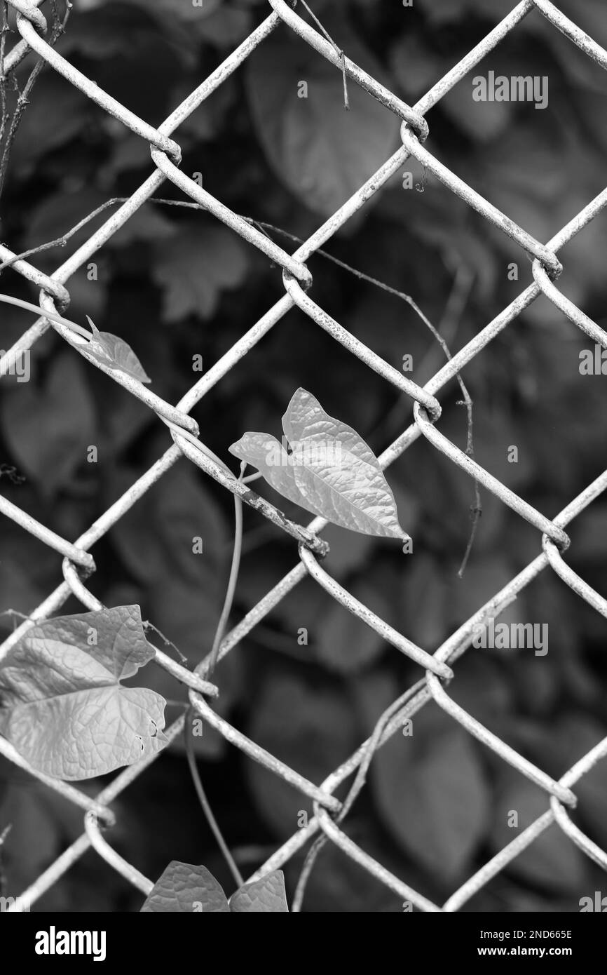 Leafy summer plants growing along the typical chain link fence in a ...