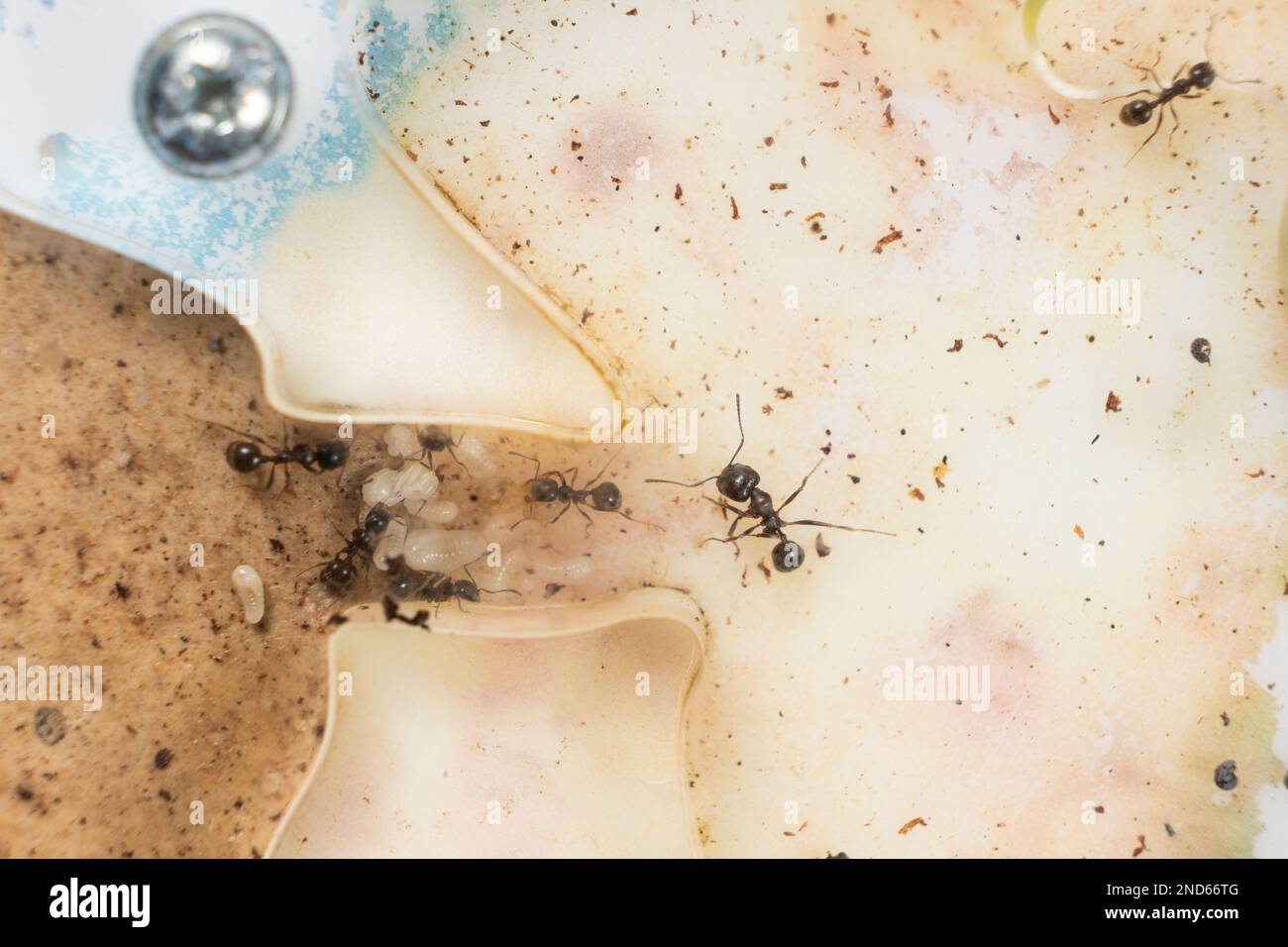 Reaper ants and eggs in an acrylic ant farm, top view, macro Stock ...