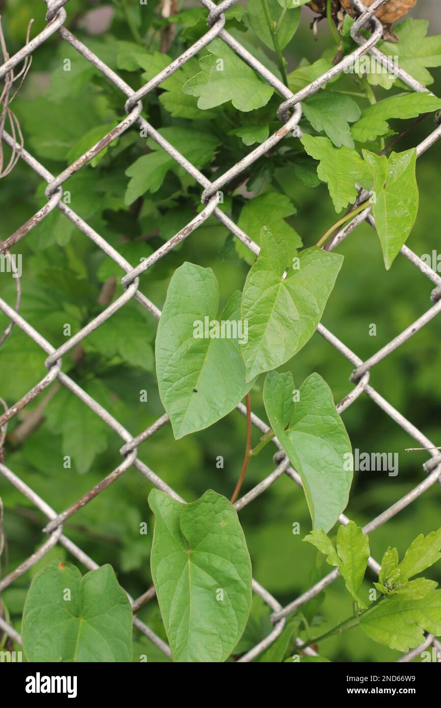Plants growing chain link fence hi-res stock photography and images - Alamy