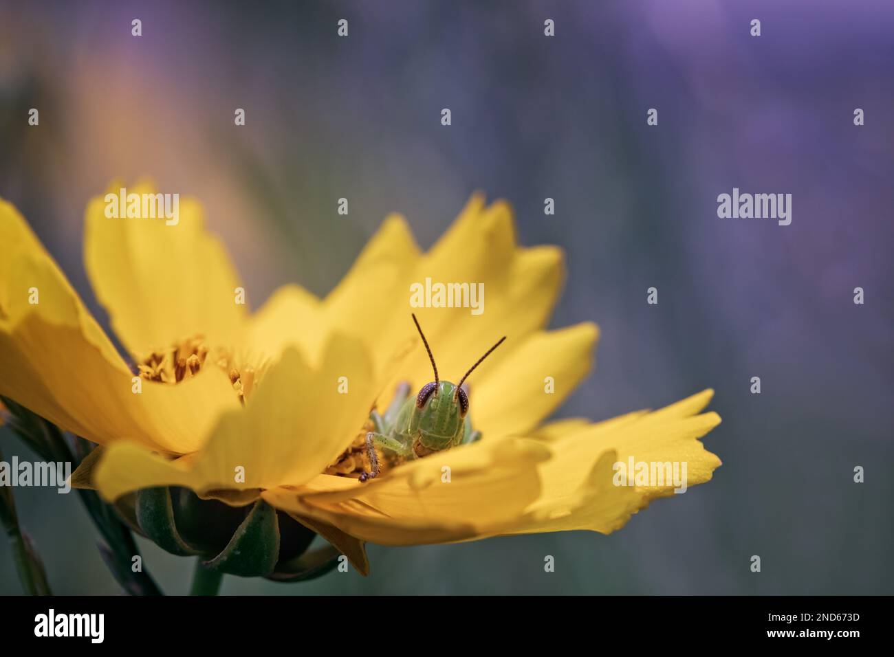 A cute and tiny little grasshopper hiding in the petals of a yellow ...