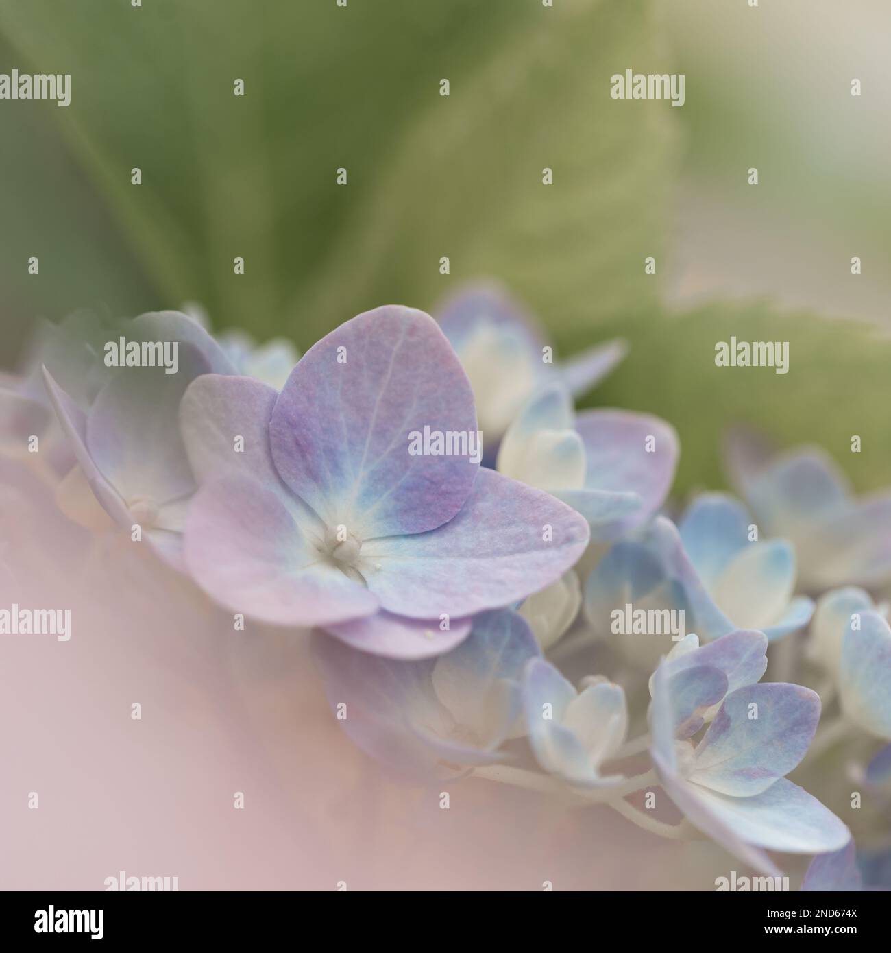 Lavender Hydrangea blooming in a cottage garden in Northern Michigan ...