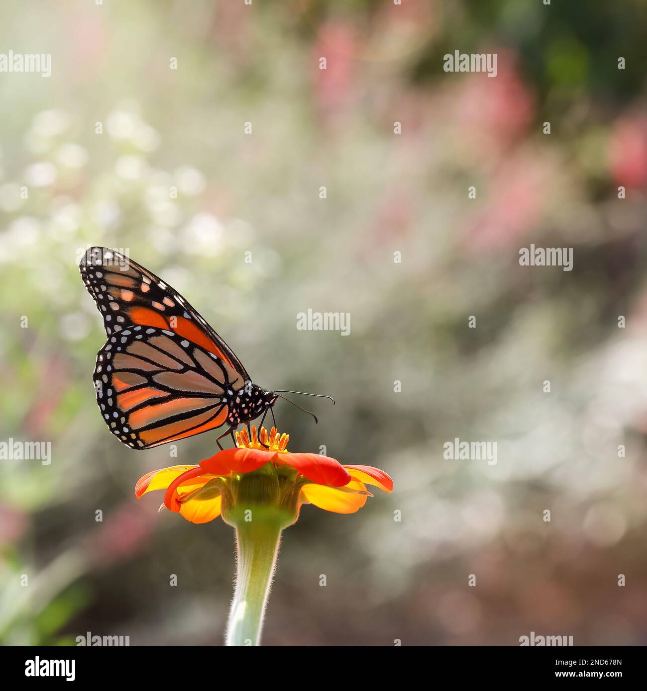 Monarch butterfly on a Mexican sunflower in the sunshine Stock Photo ...