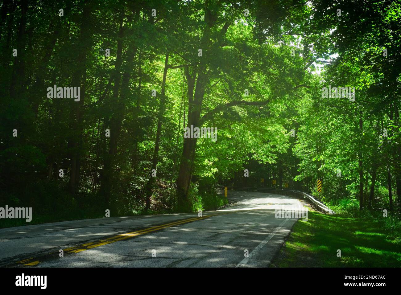 A narrow road curves through shady woods on a sunlit spring day; a ...