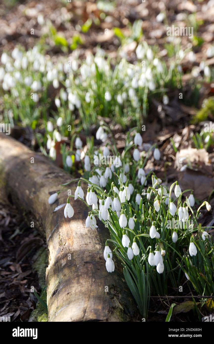 white winter flowers of snowdrops, galanthus nivalis growing by fallen ...
