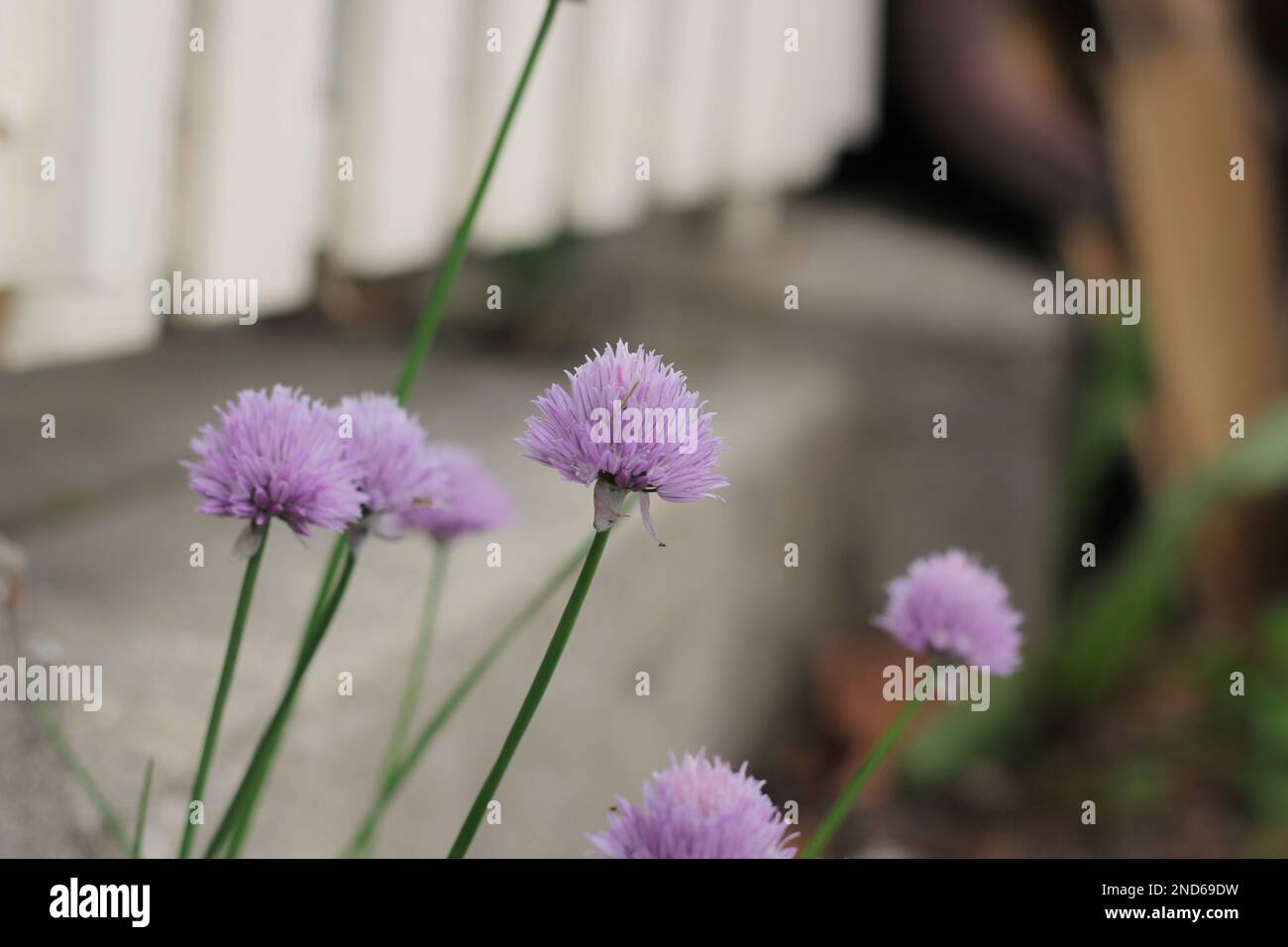 Purple clover flowers growing in the yard Stock Photo - Alamy