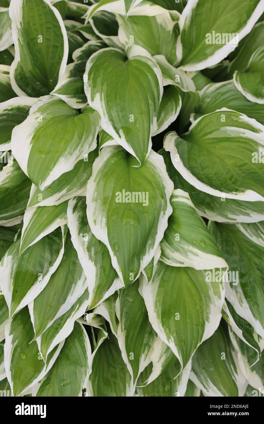 Bright green leafy hosta plants growing in the garden Stock Photo - Alamy