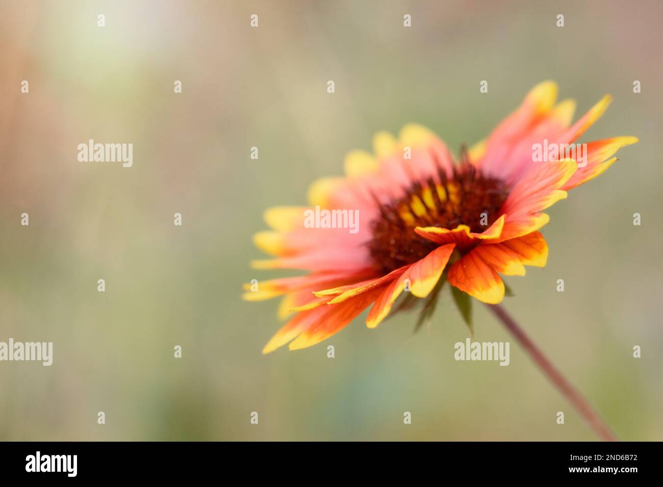 Indian blanket hi-res stock photography and images - Alamy