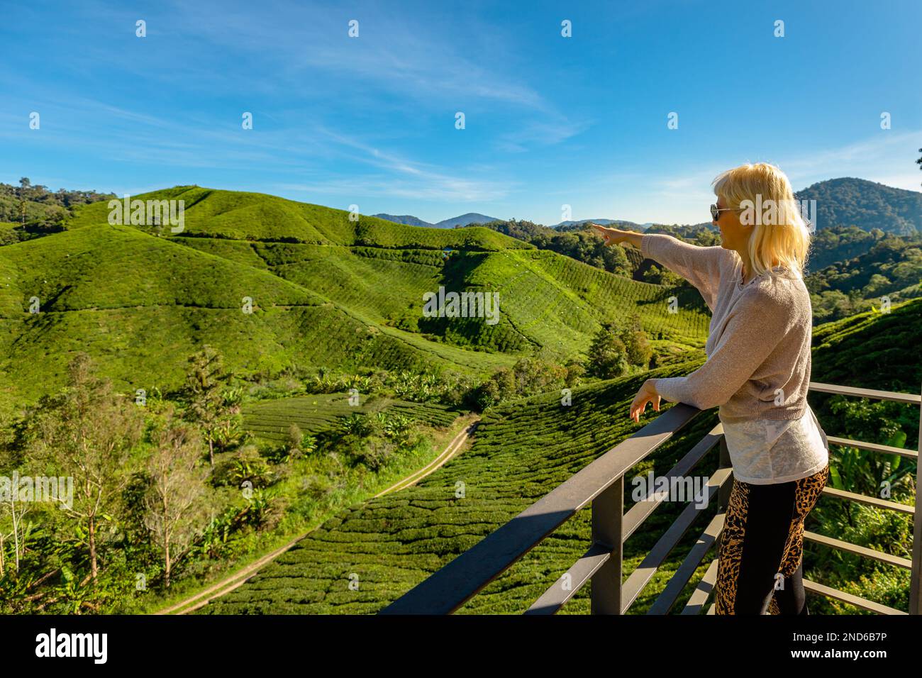 Tourist woman looking scenic views on tea plantation of Cameron ...