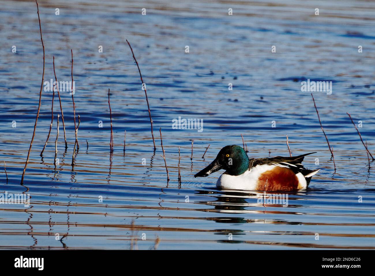 Spatula duck bill hi-res stock photography and images - Alamy