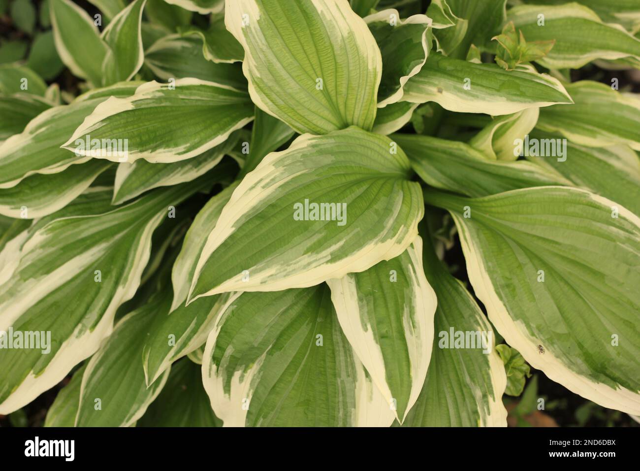 Bright green leafy hosta plants growing in the garden Stock Photo - Alamy