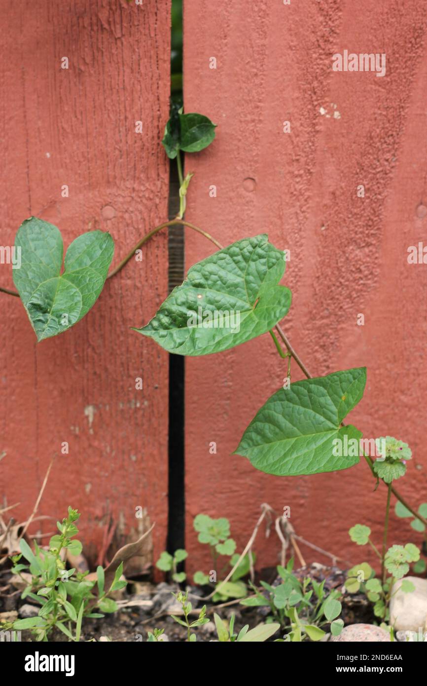 Typical common leafy plant growing near the wooden fence Stock Photo ...