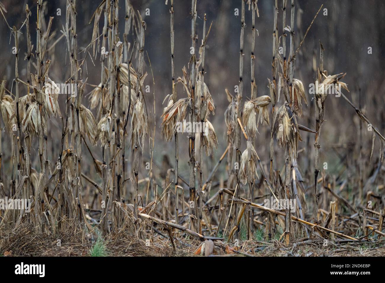 Red oat grass hi-res stock photography and images - Alamy