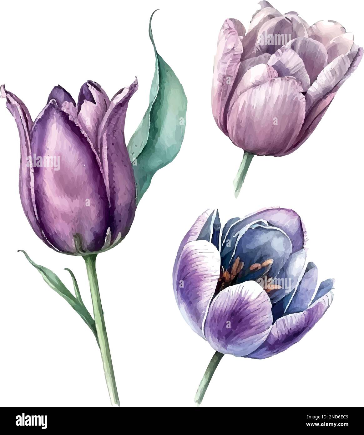 Purple elegance tulip Stock Vector Images - Alamy