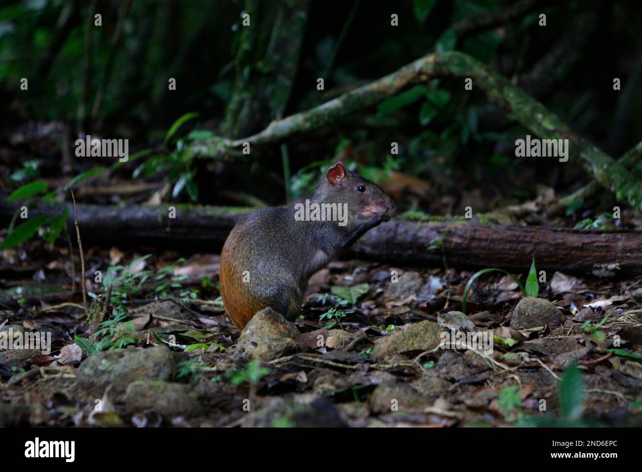 In this photo taken Aug. 13, 2010, an agouti rodent eats around roots ...