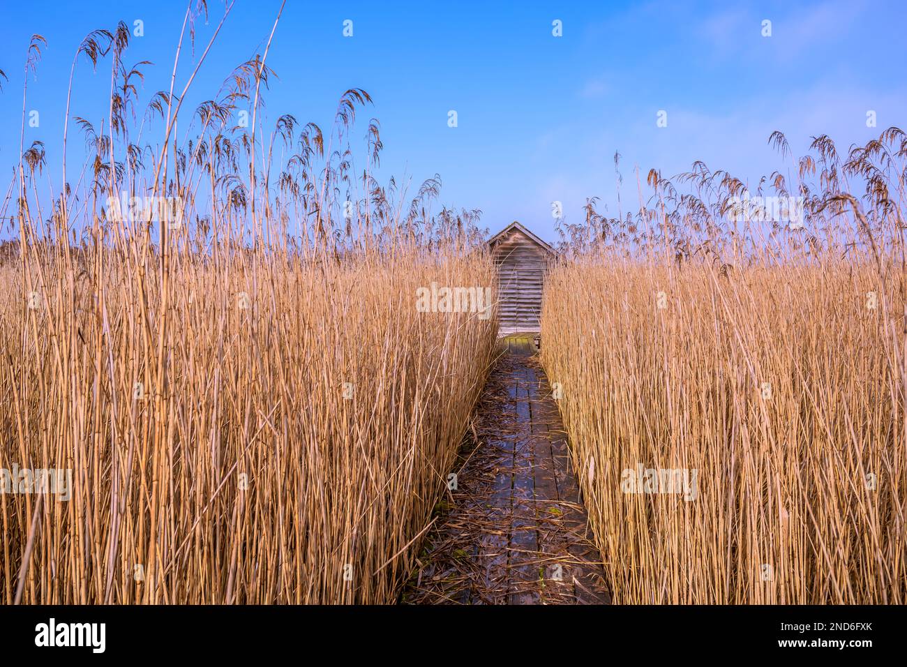 BADEN-WUERTTEMBERG : FEDERSEE - BAD BUCHAU - THE HUT IN THE REEDS Stock ...