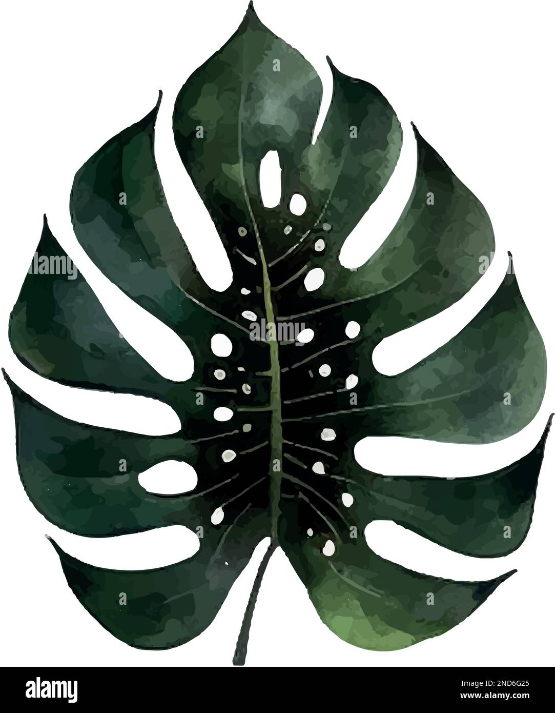 vector tropical leaf, monstera. watercolor illustration of an exotic ...