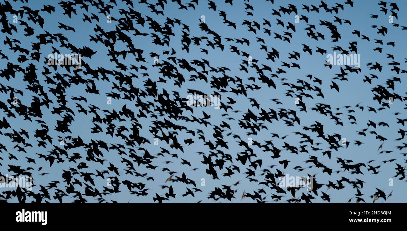 Plovers of britain hi-res stock photography and images - Alamy