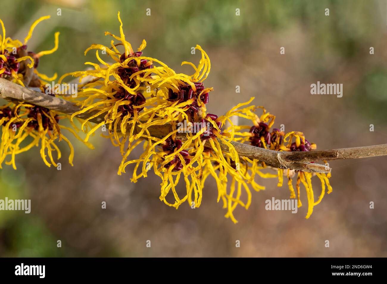 Hamamelis mollis (witch hazel) a winter spring flowering tree shrub ...
