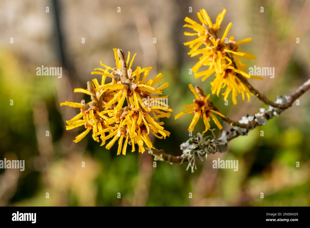 Hamamelis x Intermedia 'Brevipetala' (Witch Hazel) a winter spring ...