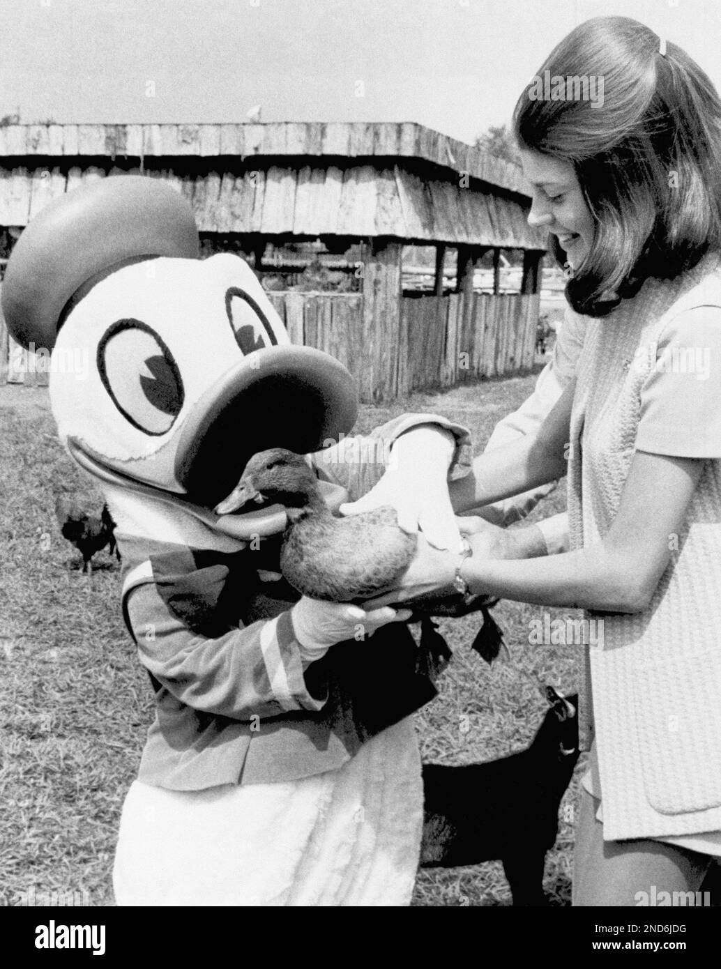 Donald Duck, left, greets Daphne Duck at Walt Disney World in Orlando ...