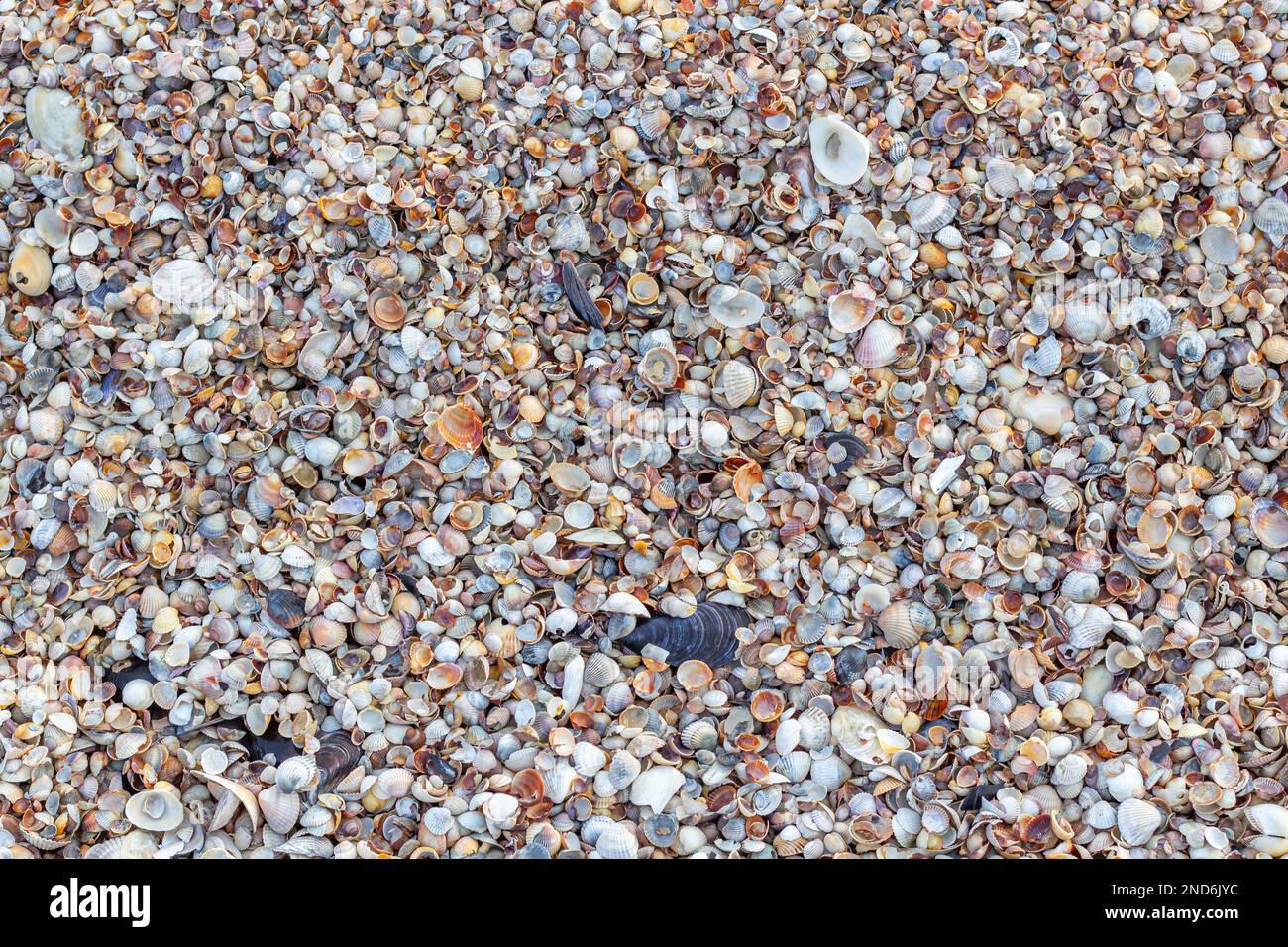 Shell close-up. The ocean coast. Background of seashells. View from ...