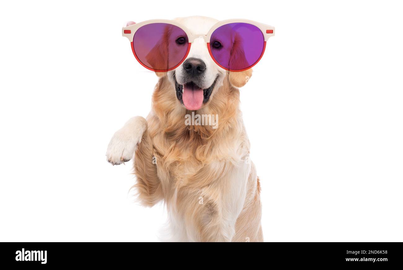 Golden retriever funny golden retriever dog in eyeglasses hi-res stock ...