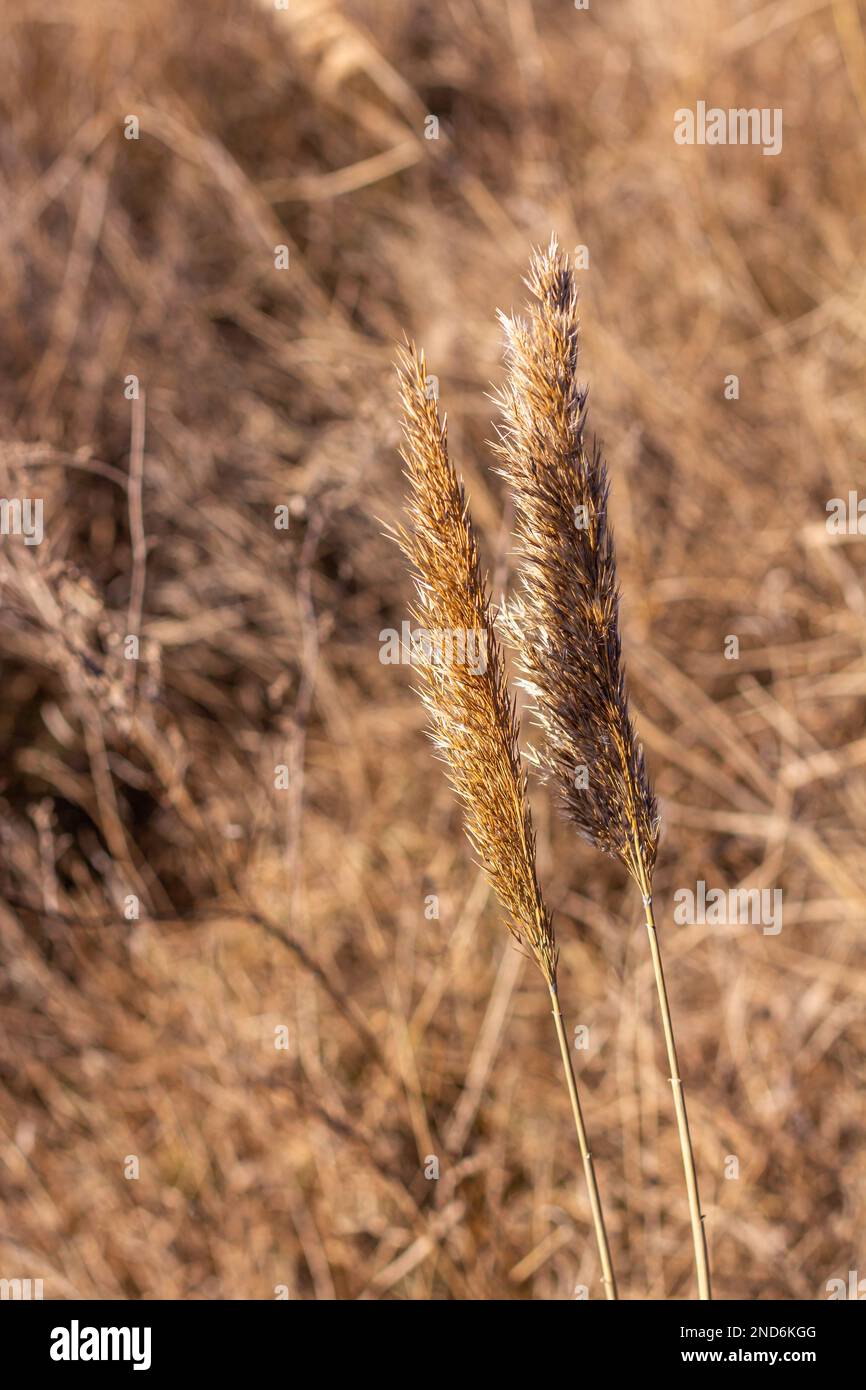 Dry cane outdoors in light pastel colors. Beige reed grass, pampas ...