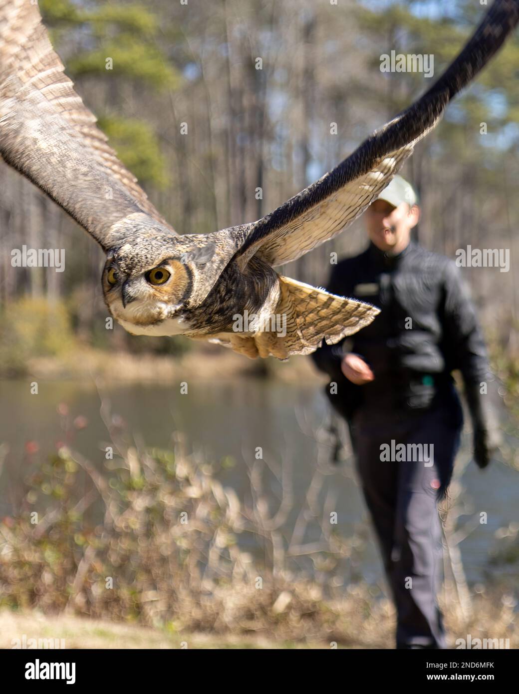 A majestic owl flying through an autumnal forest with a man standing ...