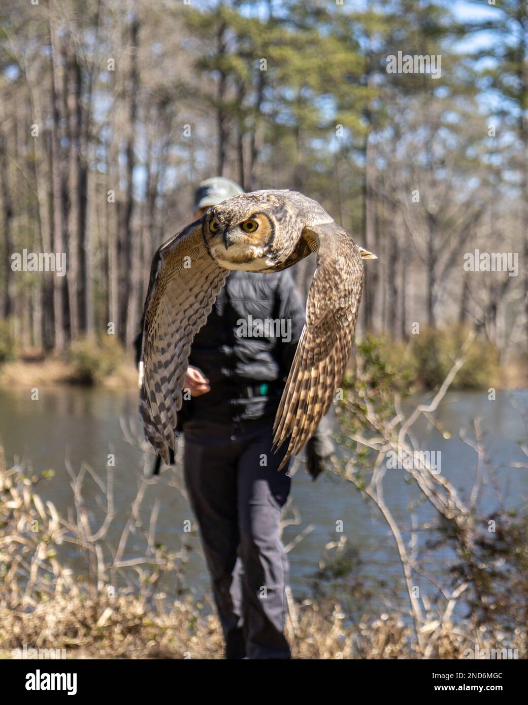 A majestic owl flying through an autumnal forest with a man standing ...
