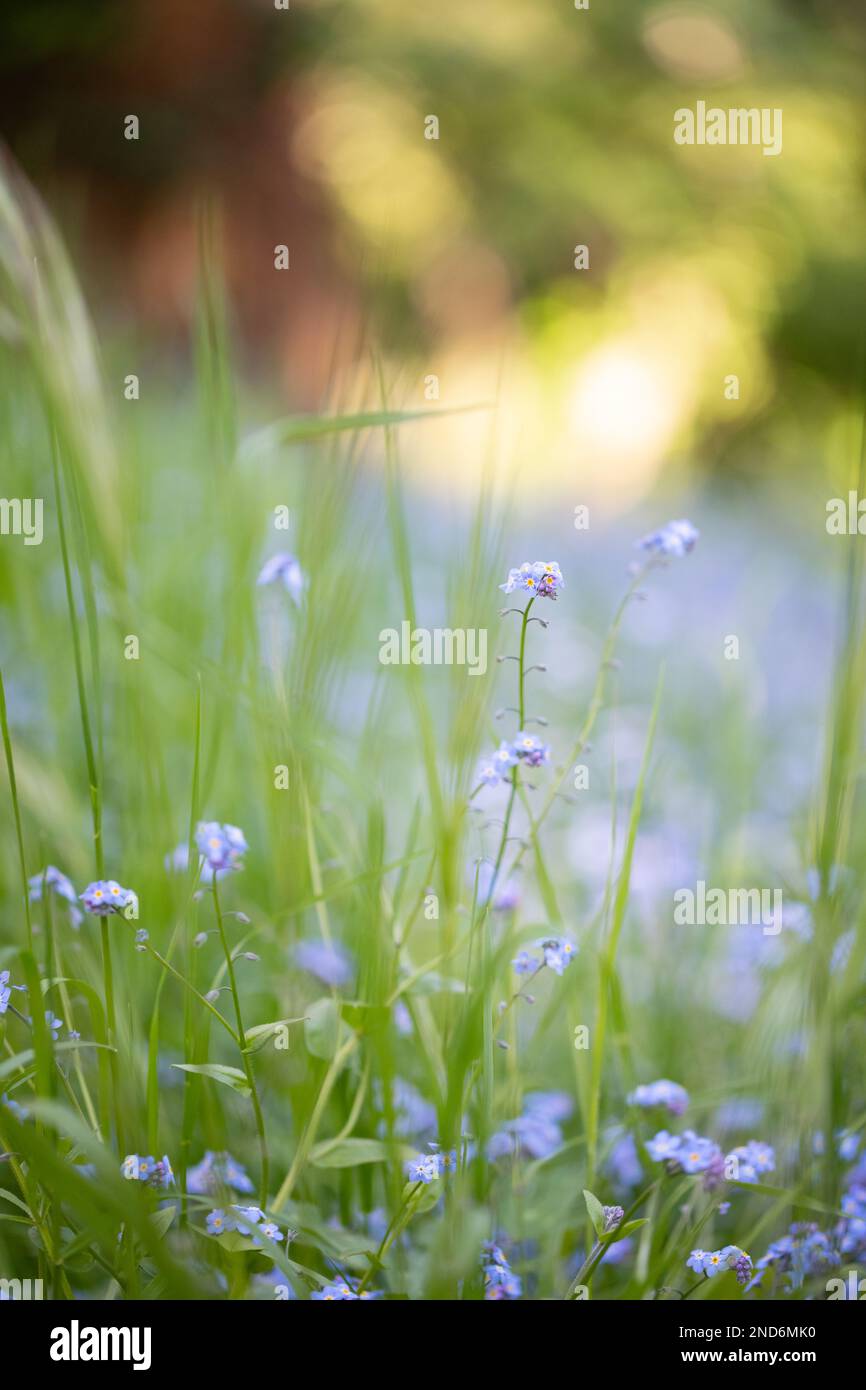 up close photo of a field of purple wildflowers in Hendricks Park ...