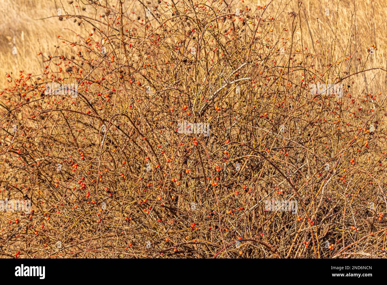 red rosehip fruits on a branch in the forest. beauty in nature, berry ...