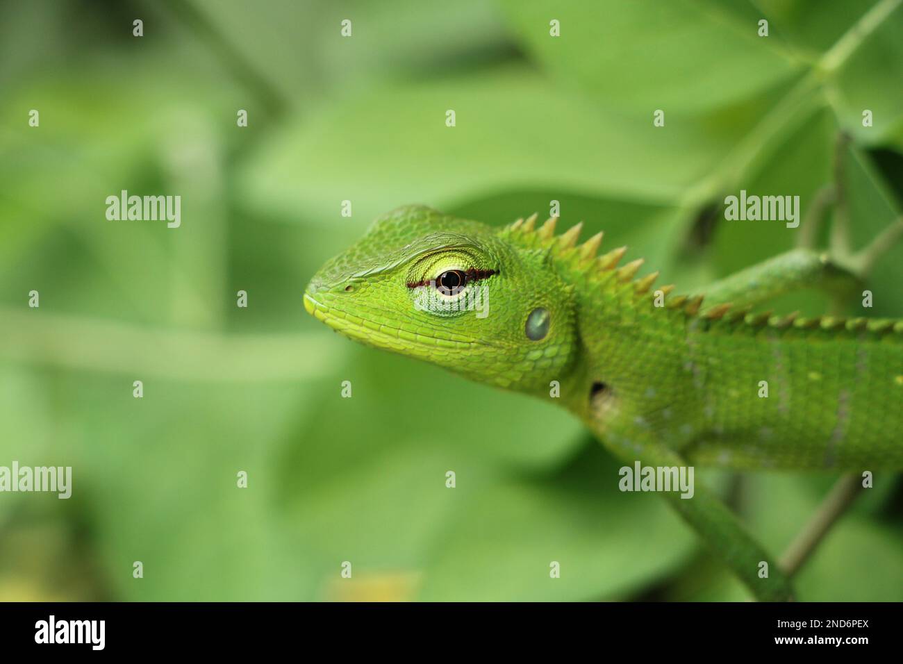Wallpics hi-res stock photography and images - Alamy