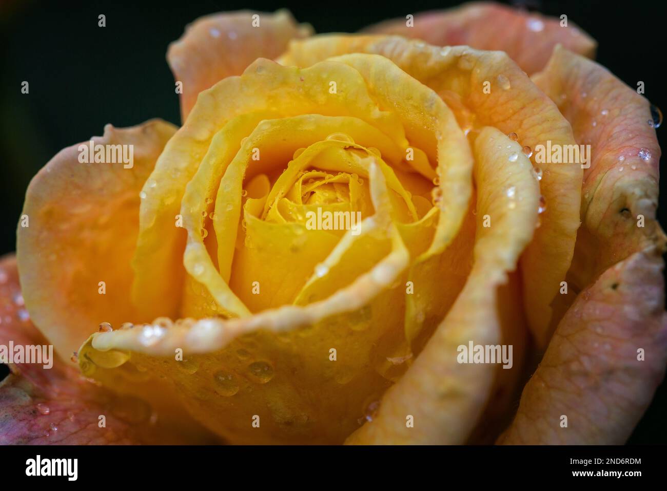 A closeup of a blooming yellow rose with raindrops in the Rose Garden ...