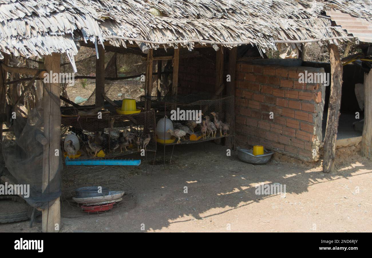 Saom Sok Kong's Chicken coop. Saom Sok Kong (សោម សុខគង់), female, 45 ...